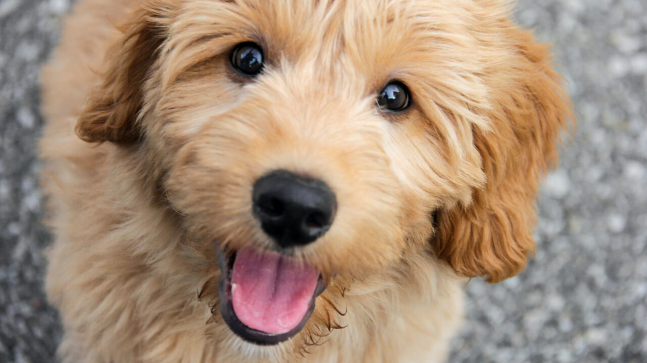 Is the Goldendoodle the Right Breed for You? A Comprehensive Guide to Help You Decide – Pettito